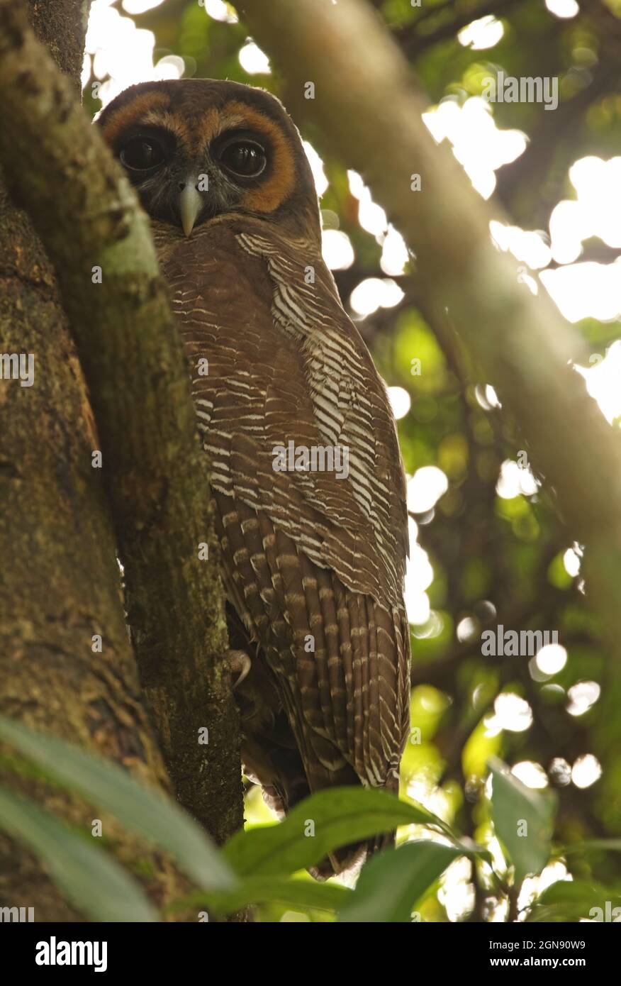 Brown Wood-owl (Strix leptogrammica ochrogenys) adult at daytime roost ...