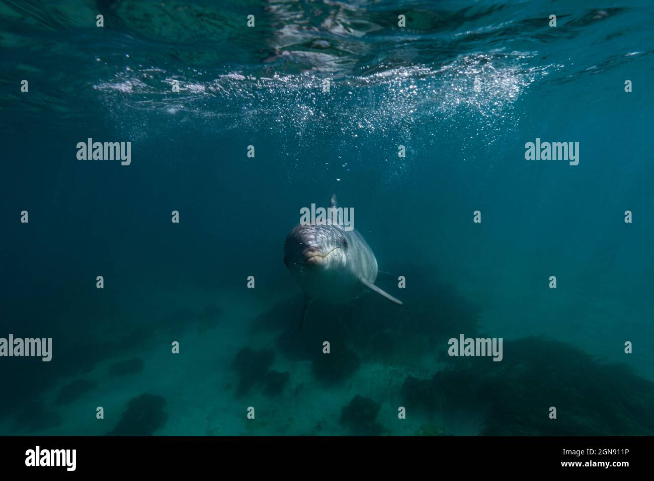 Undersea portrait of dolphin looking straight at camera Stock Photo - Alamy