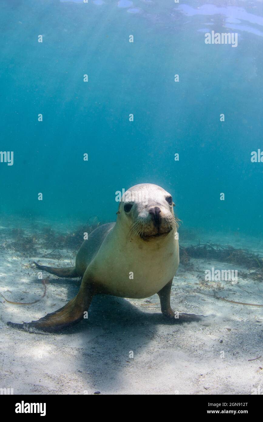 Undersea portrait of seal looking straight at camera Stock Photo - Alamy