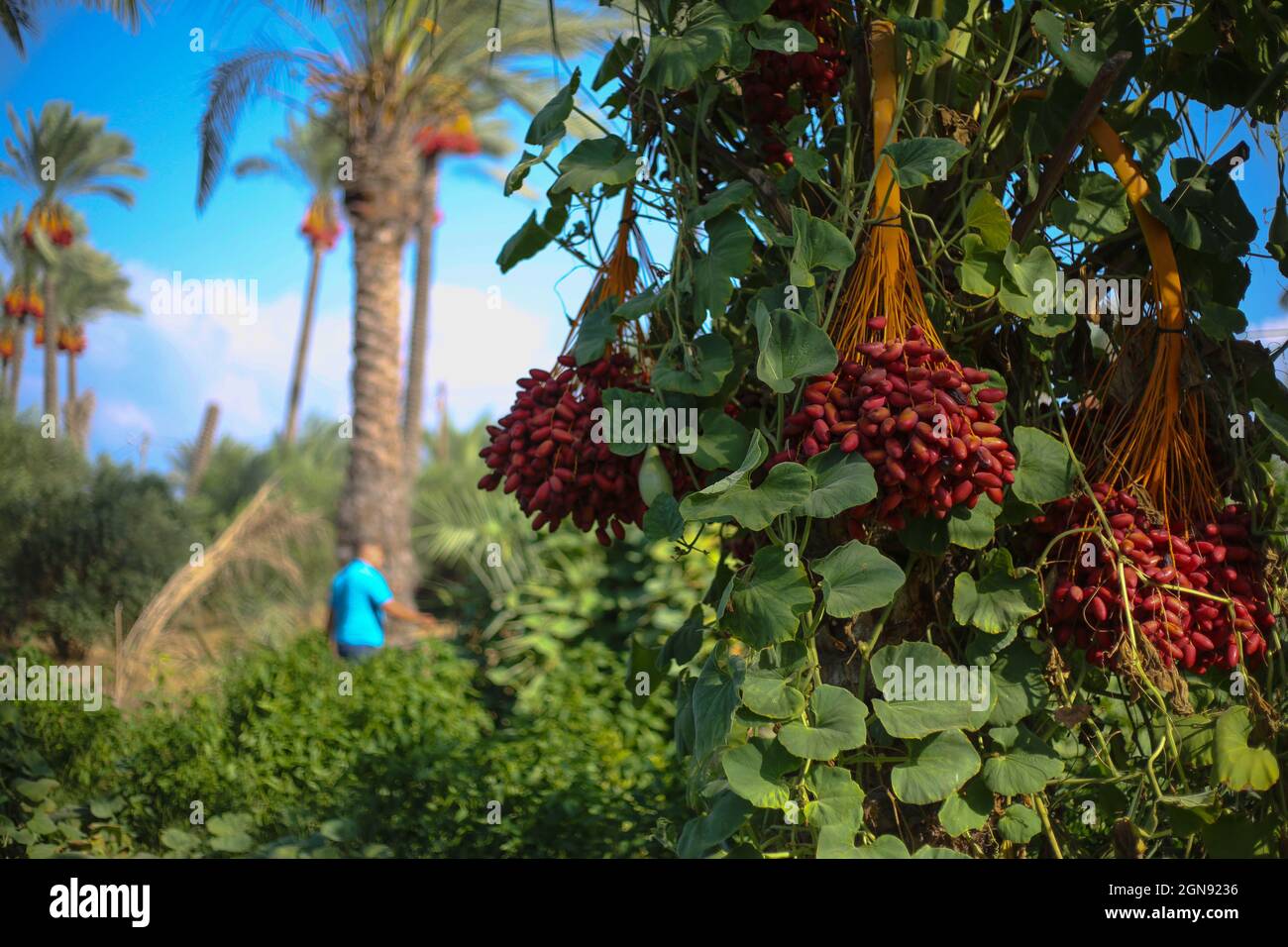 Palestinian farmer man hi-res stock photography and images - Alamy