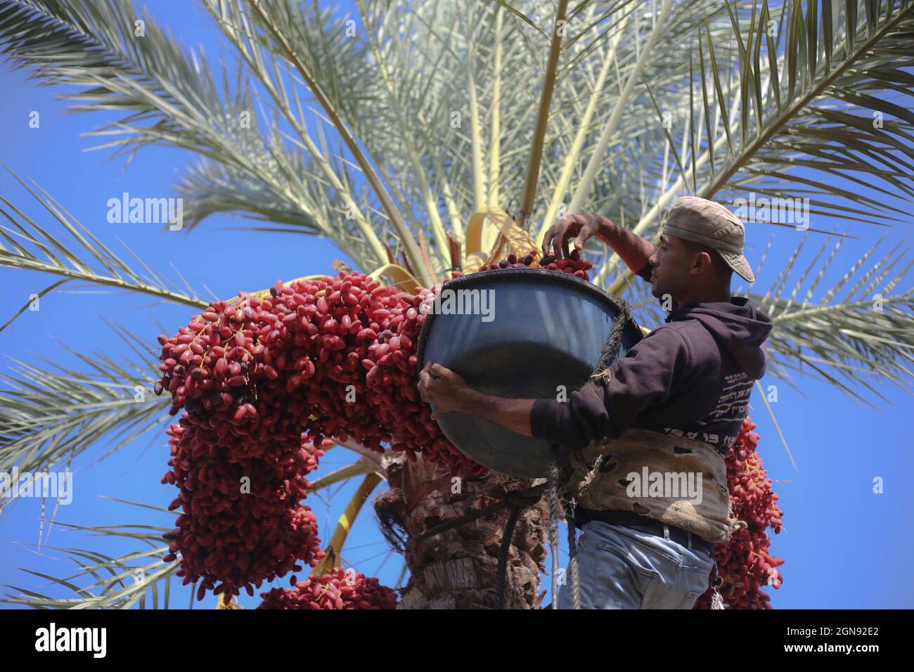 Gaza, Palestine. 23rd Sep, 2021. A Palestinian man harvests dates from ...