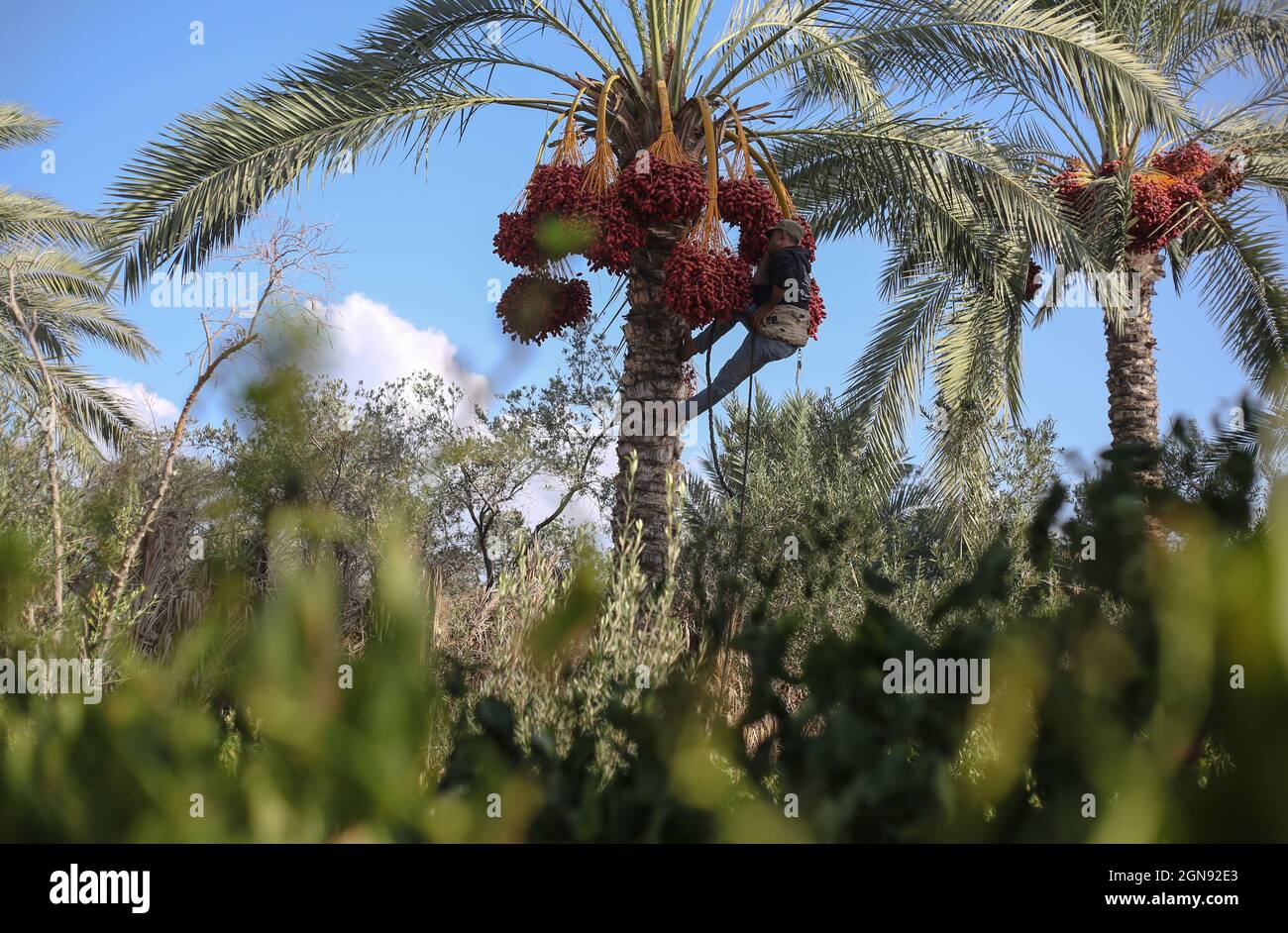 Dates harvesting in israel hi-res stock photography and images - Alamy