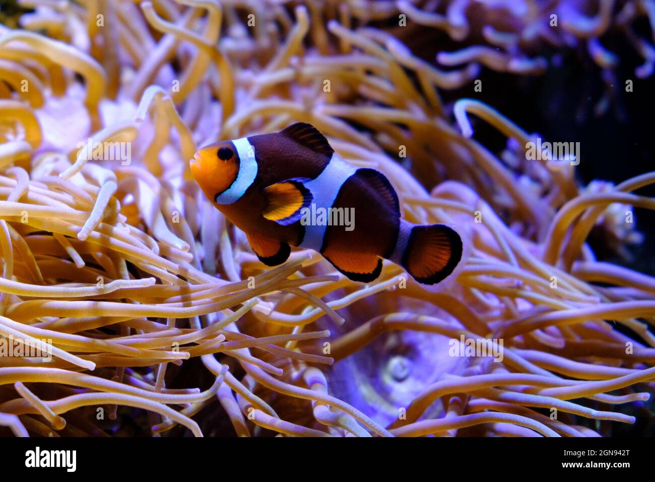 Koi fish, aquarium Pula Stock Photo - Alamy