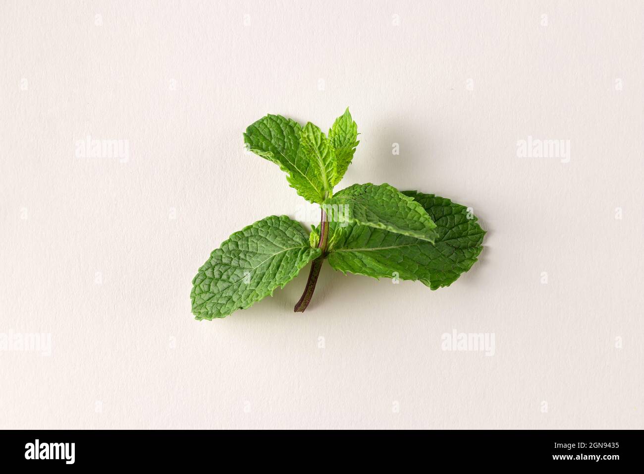 beautiful branch of fresh green mint isolated on a white background ...