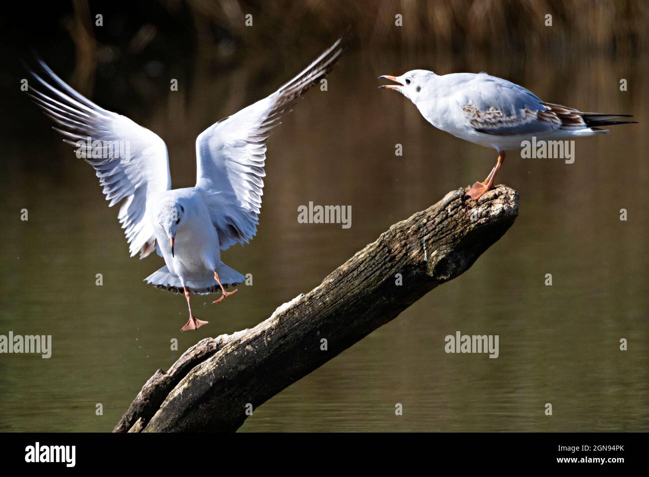 Assertive bird hi-res stock photography and images - Alamy