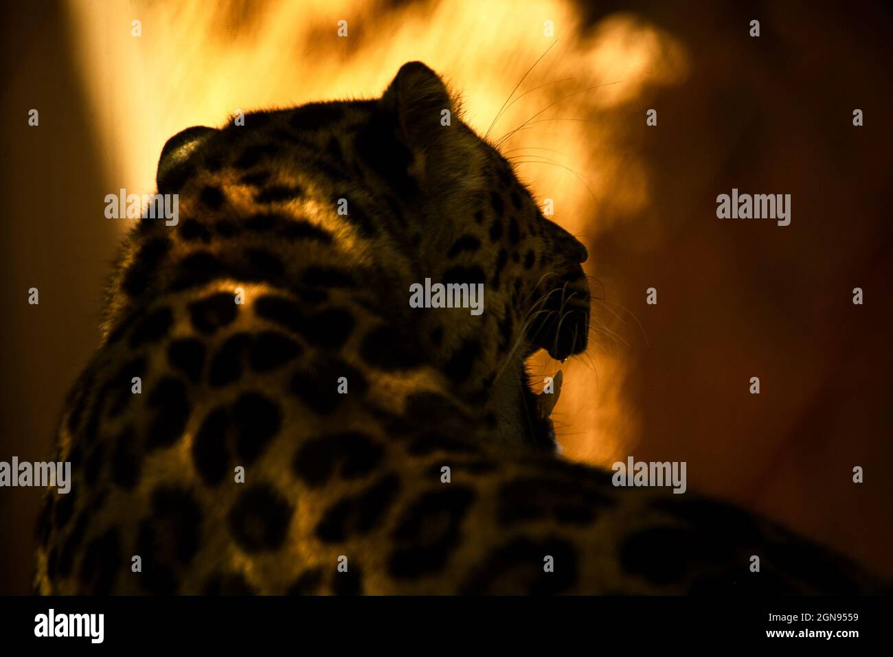 A view of the backside of a leopard standing in the shadows Stock Photo ...