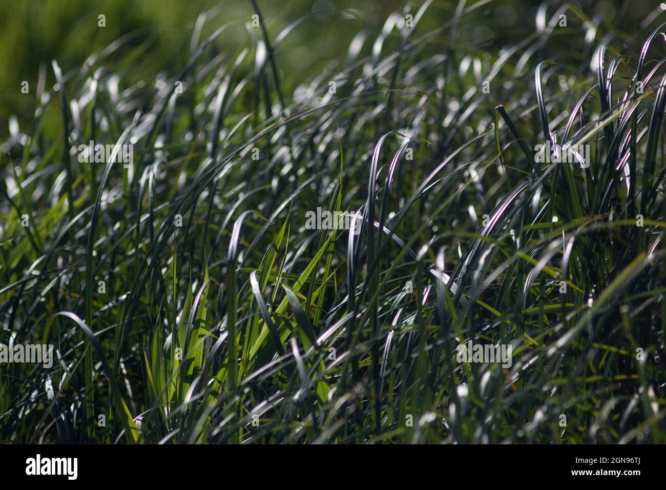Green grass macro background shot Stock Photo - Alamy