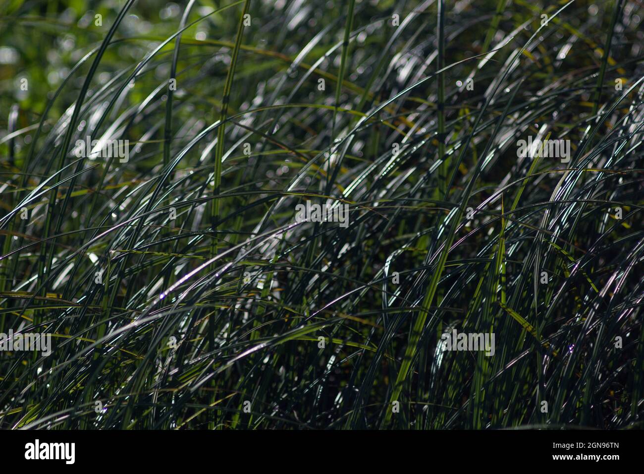 Green grass macro background shot Stock Photo - Alamy