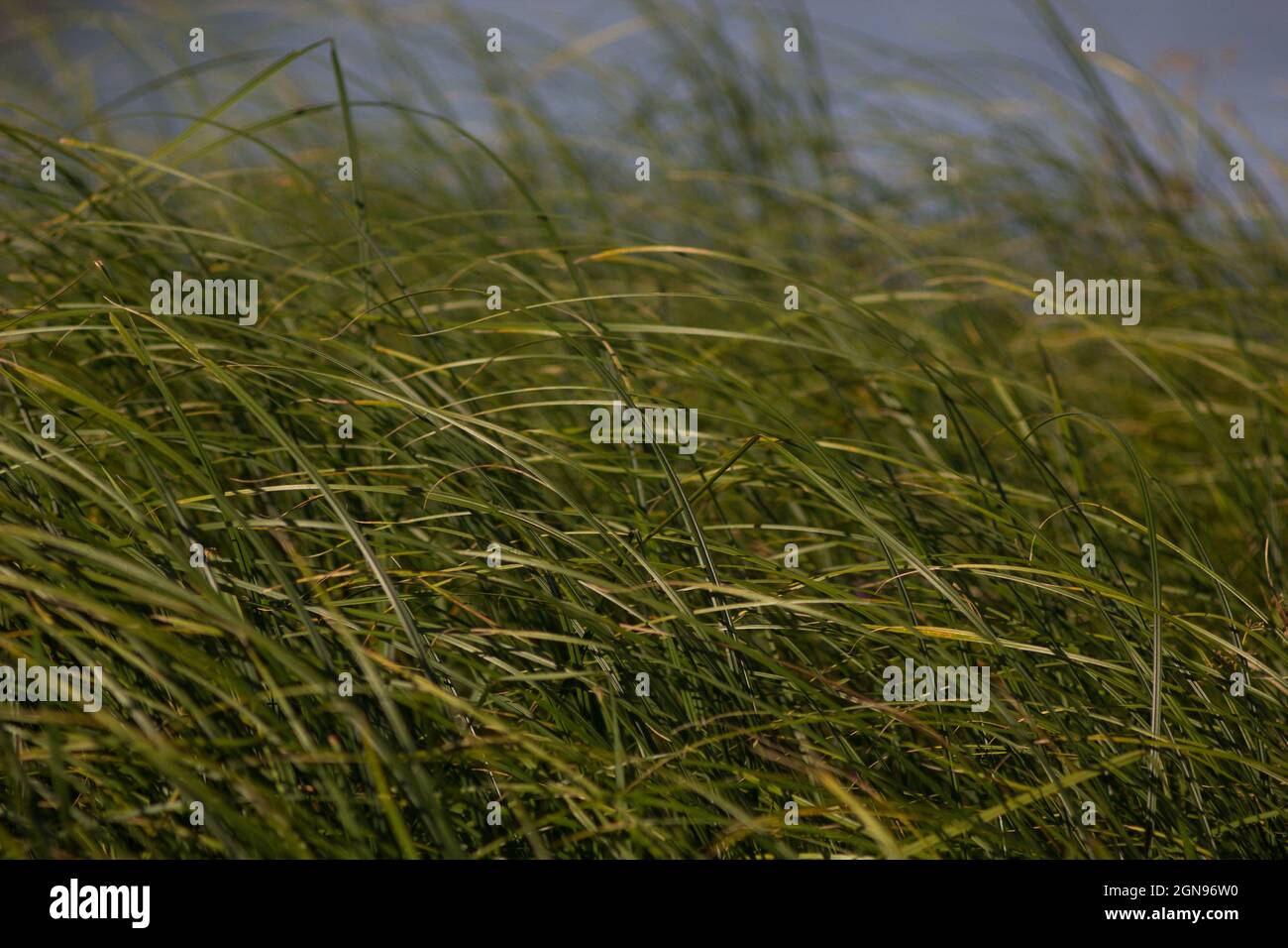 Green grass macro background shot Stock Photo - Alamy