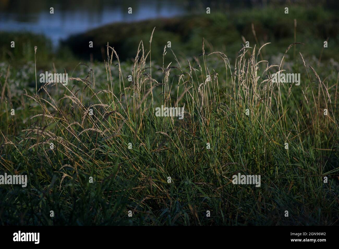 Green grass macro background shot Stock Photo - Alamy