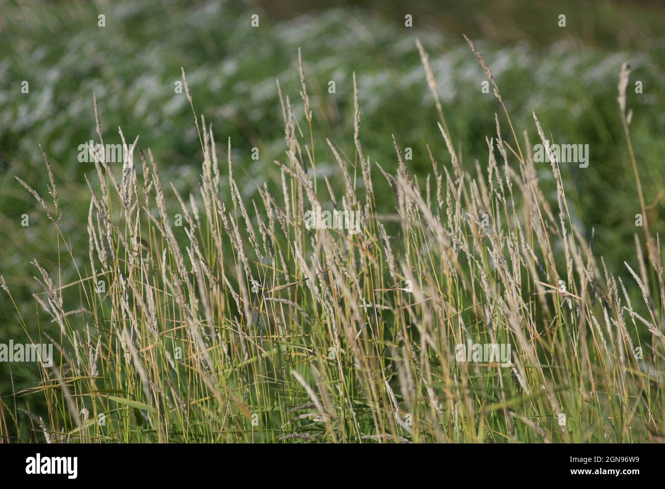 Green grass macro background shot Stock Photo - Alamy