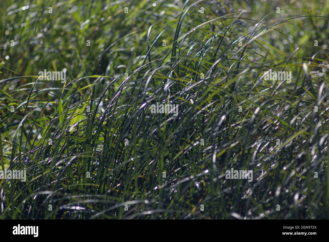 Green grass macro background shot Stock Photo - Alamy