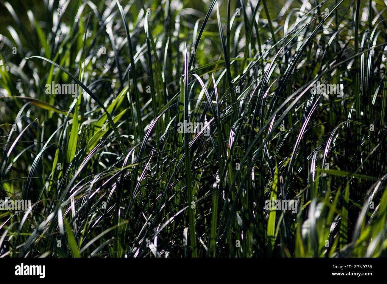 Green grass macro background shot Stock Photo - Alamy