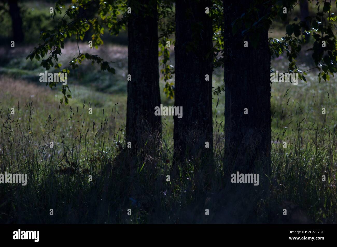 Tree shadow on green grass Stock Photo - Alamy