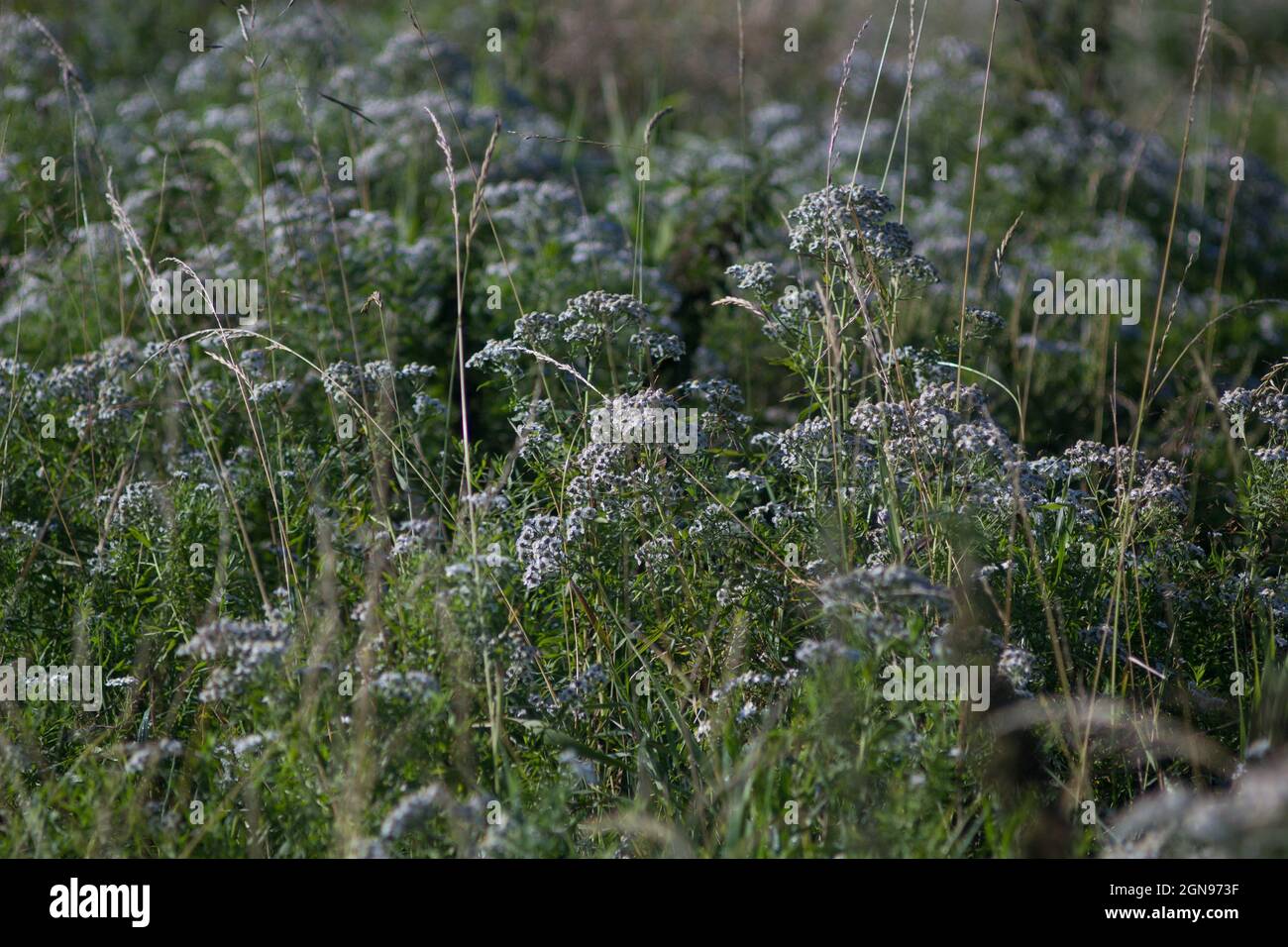 Green grass macro background shot Stock Photo - Alamy