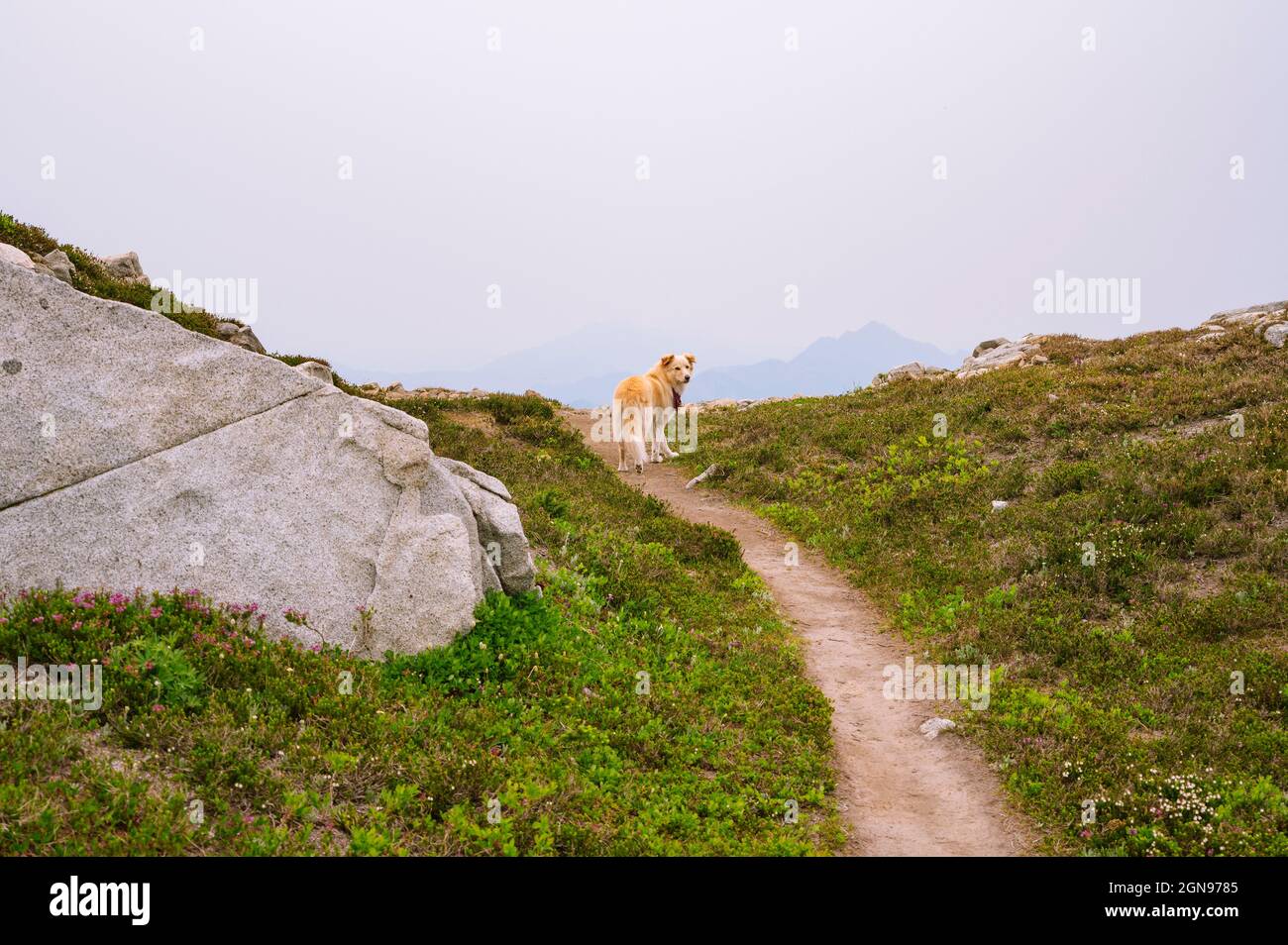 Cute dog on the trail in the north cascade mountains Stock Photo - Alamy