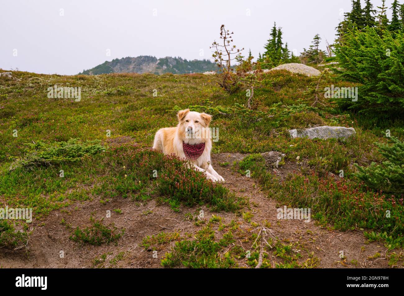 Cute dog laying down among the heather in the north cascades alpine ...