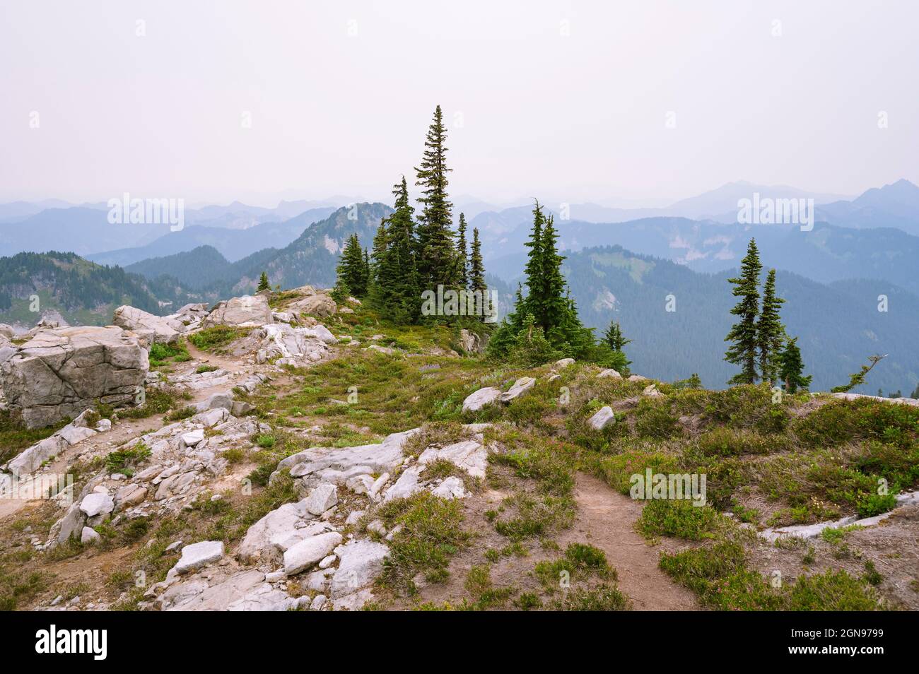 Trees growing on a cliff in the north cascade mountains Stock Photo - Alamy