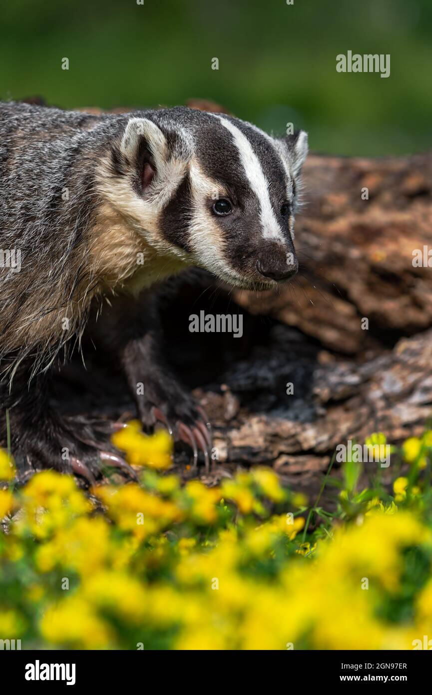 North American Badger (Taxidea taxus) Stands on Log Flowers in ...