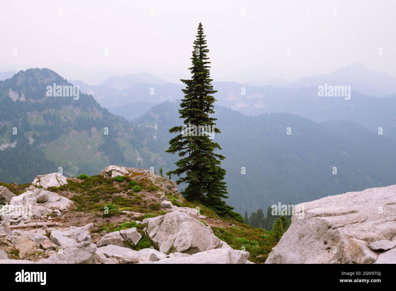 Alpine tree and smoke filled skies in the north cascades Stock Photo ...
