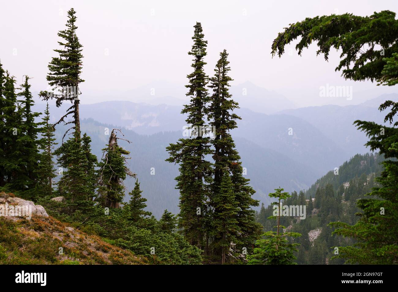 Alpine trees and wildfire smoke in the north cascade mountains Stock ...