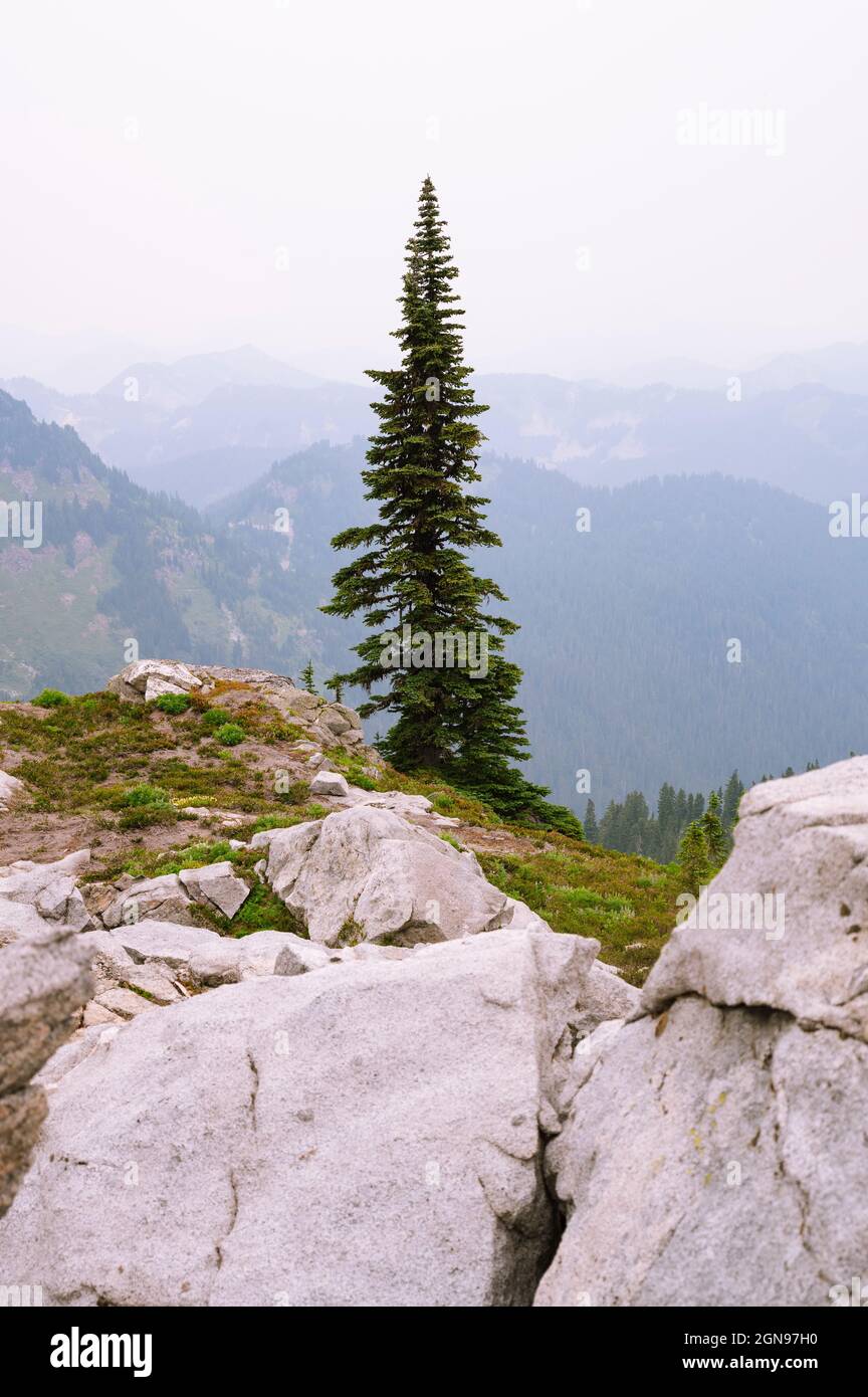 Tree growing on a cliff in the north cascade mountains alpine Stock ...