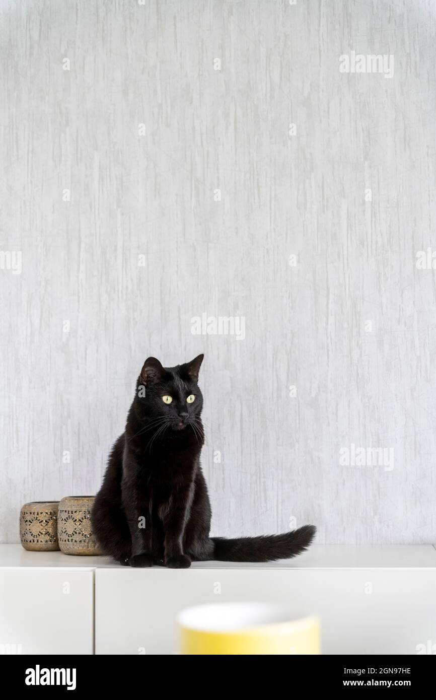 Cat sitting on sideboard at home Stock Photo - Alamy