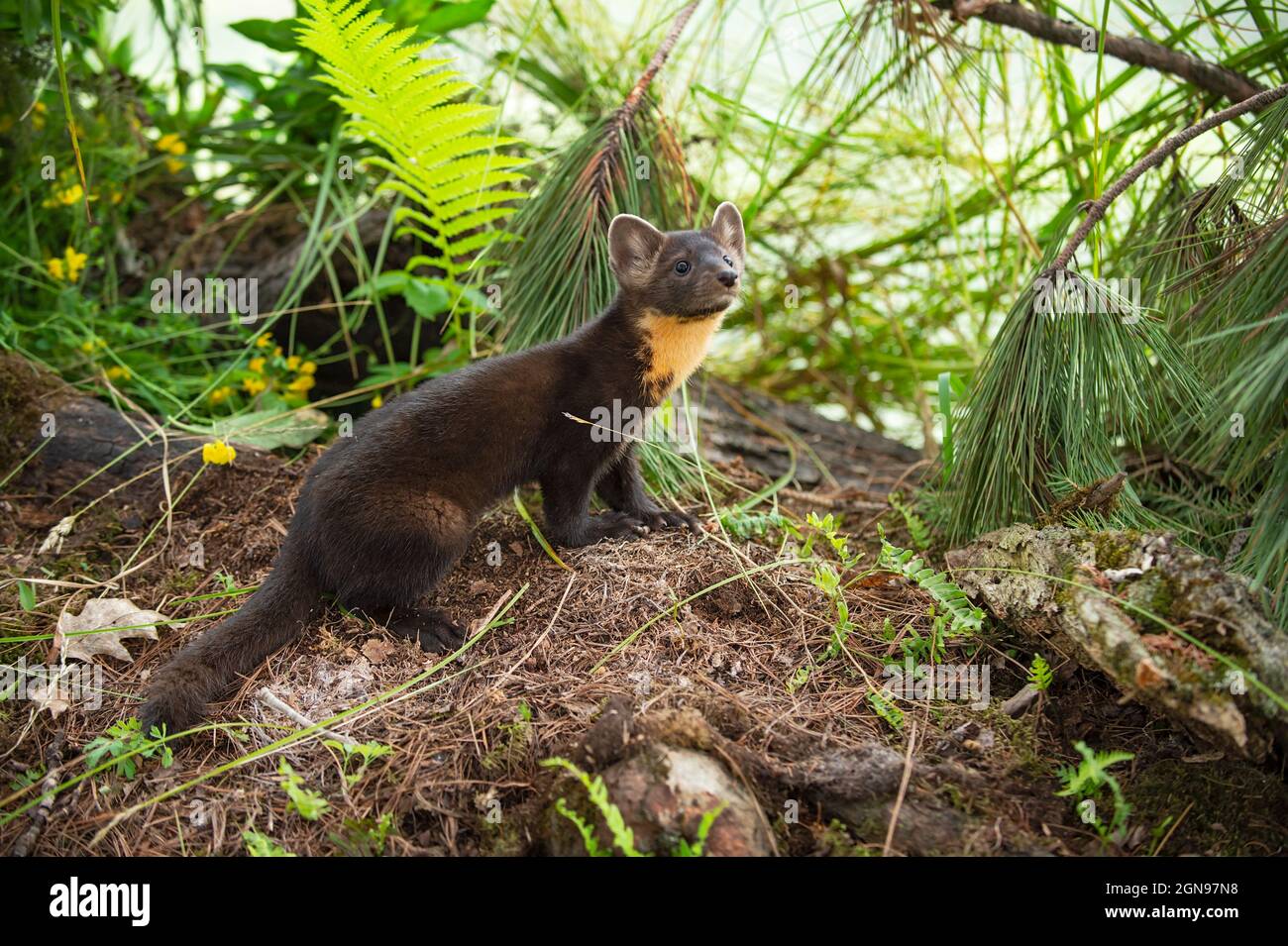 American Pine Marten (Martes americana) Looks Up to Right Summer ...