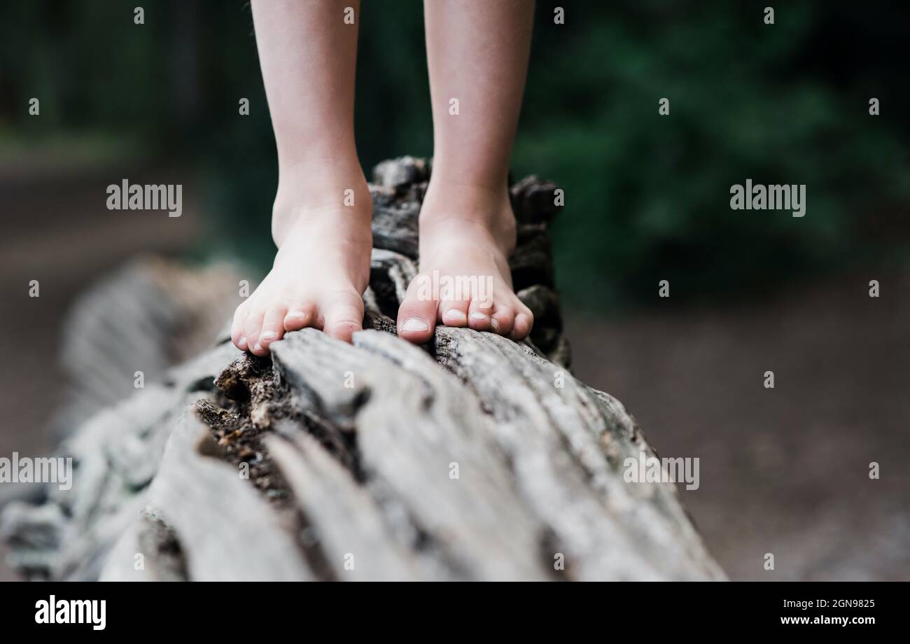 child's feet walking along a fallen tree in the forest Stock Photo - Alamy