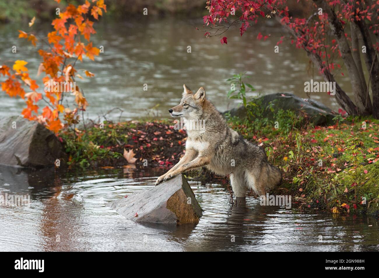 Coyote front hi-res stock photography and images - Alamy