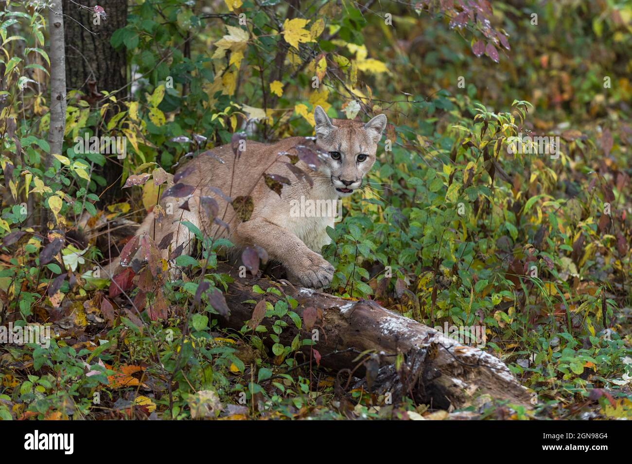 Cougar (Puma concolor) on Log Paw Up Autumn - captive animal Stock ...