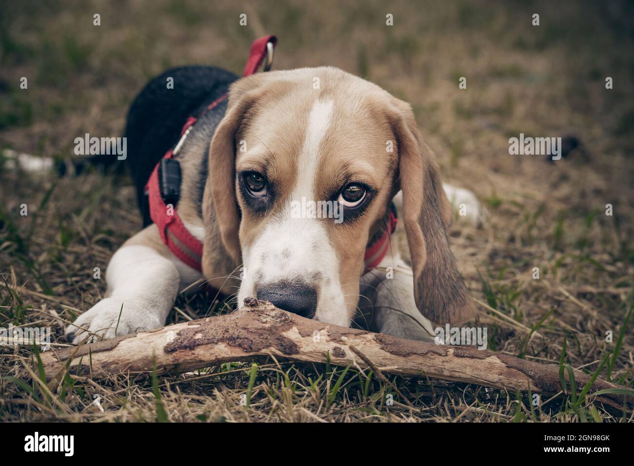 English beagle hi-res stock photography and images - Alamy