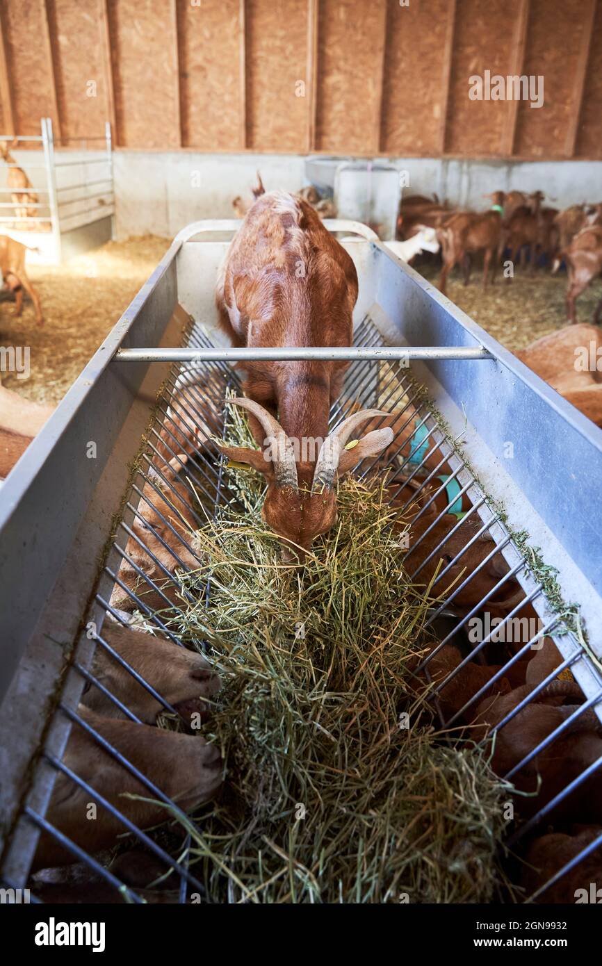 Goat inside of feeder grazing at farm Stock Photo - Alamy