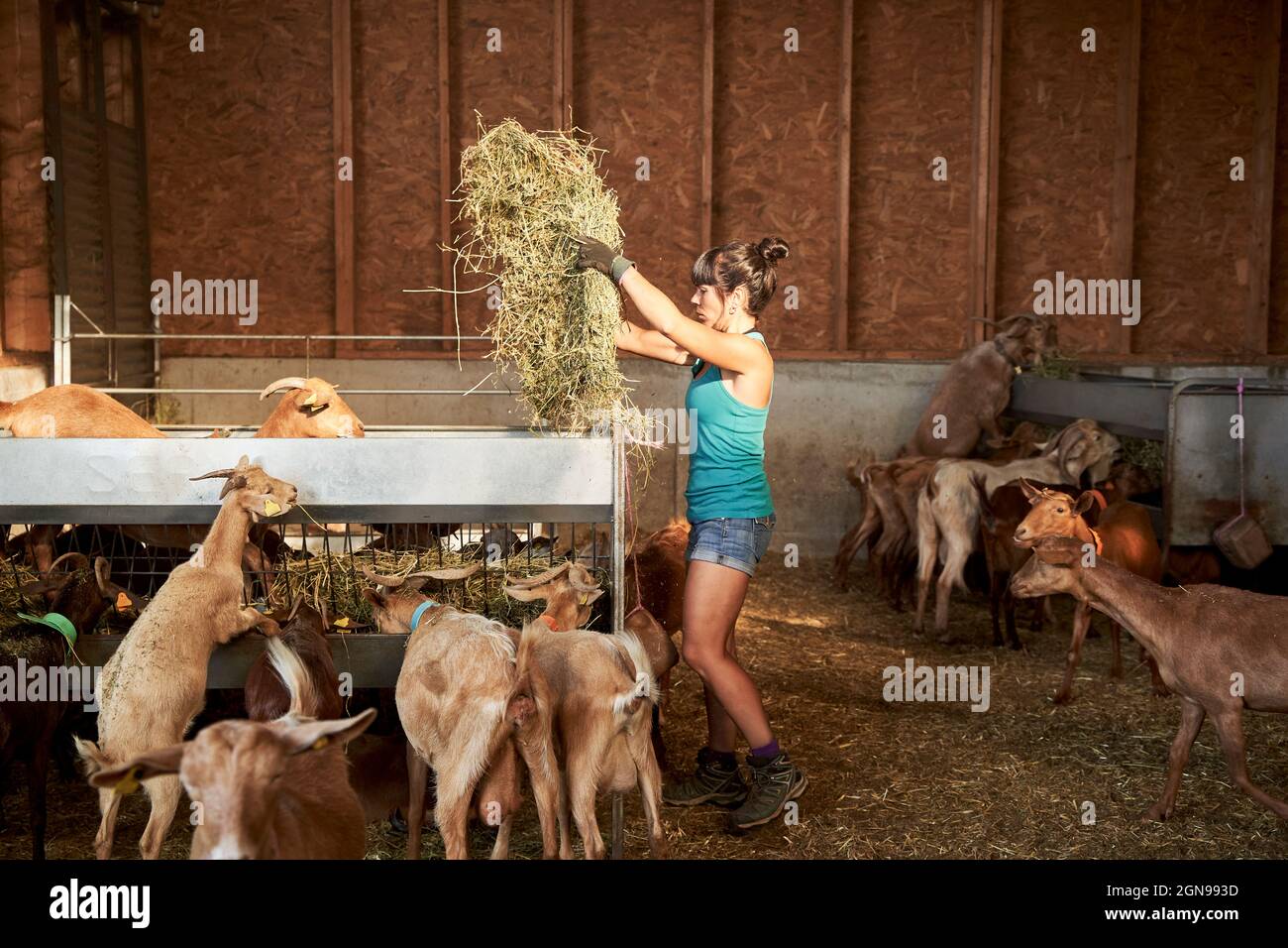 Female farmer putting hay in feeder Stock Photo - Alamy