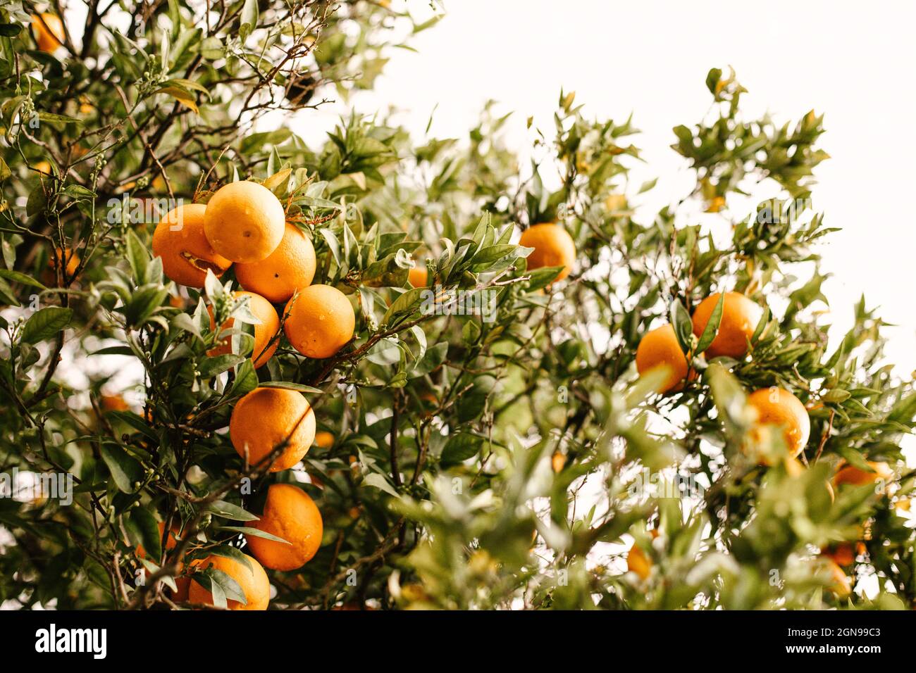 Oranges on their tree hi-res stock photography and images - Alamy