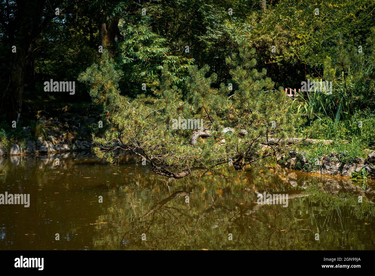 Closeup of a coniferous branch over a pond in a park Stock Photo - Alamy