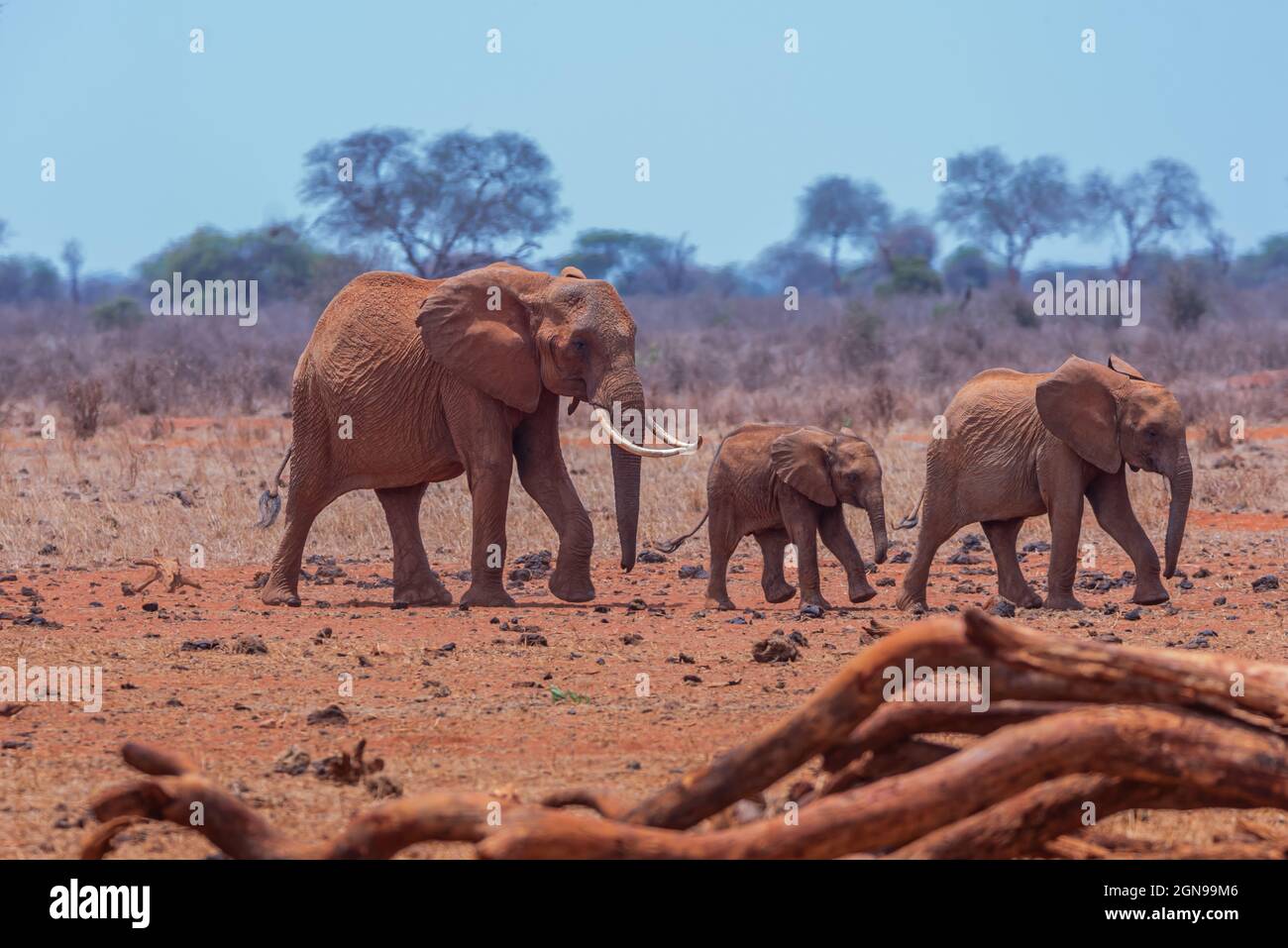 Elephants in dry landscape hi-res stock photography and images - Alamy