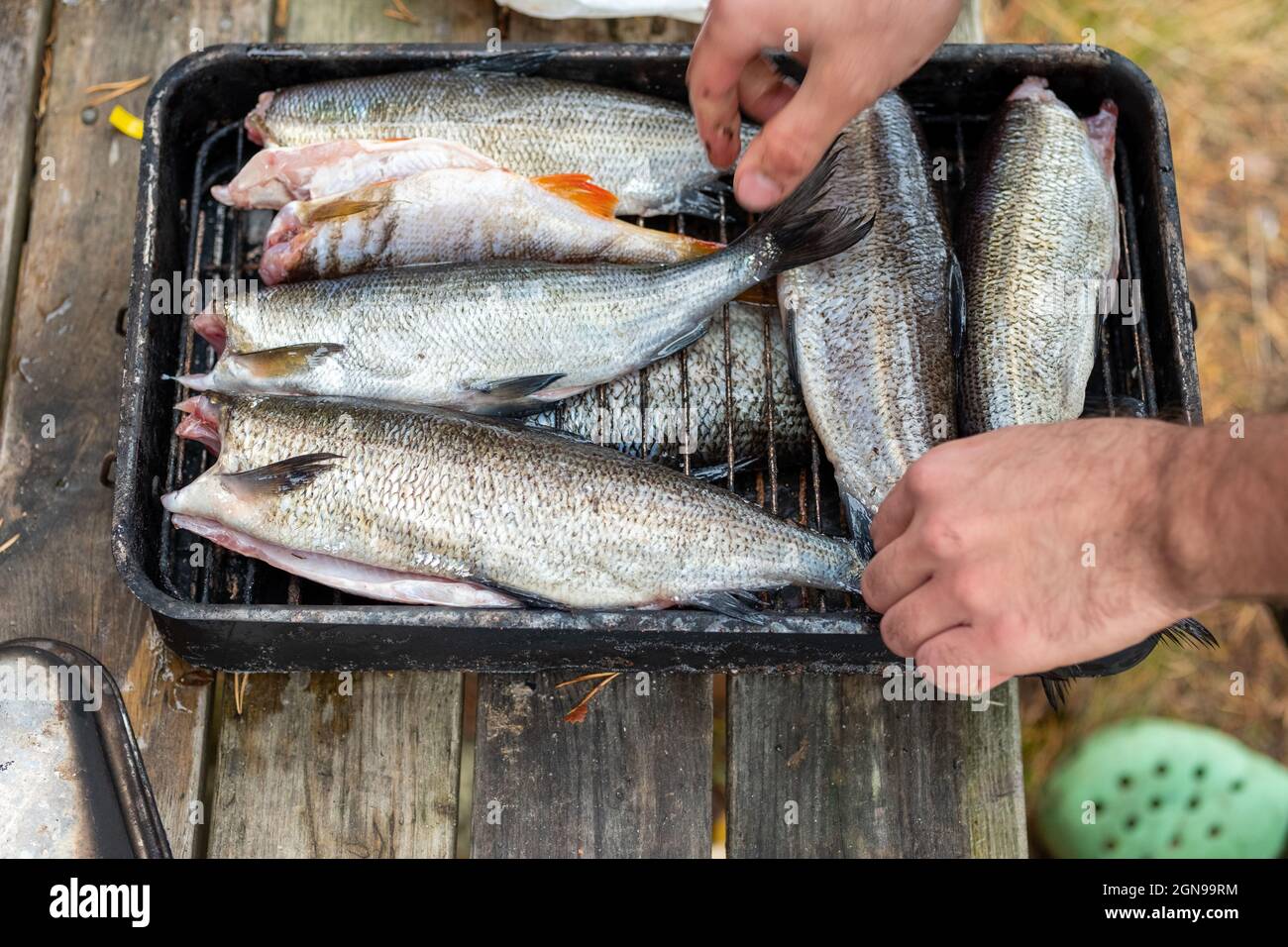 Wildlife raw fish hi-res stock photography and images - Alamy