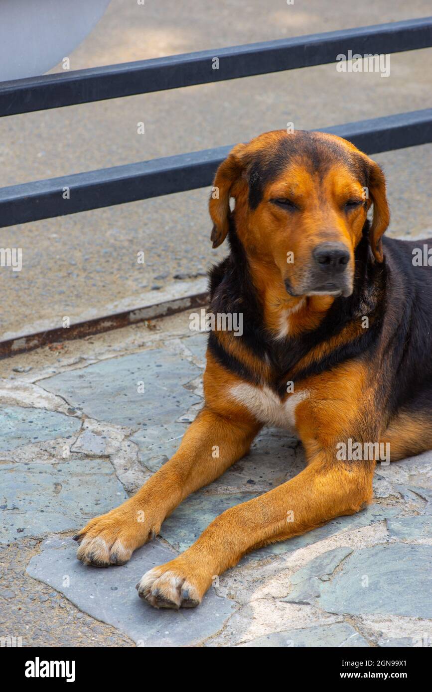 Noble animals hi-res stock photography and images - Alamy