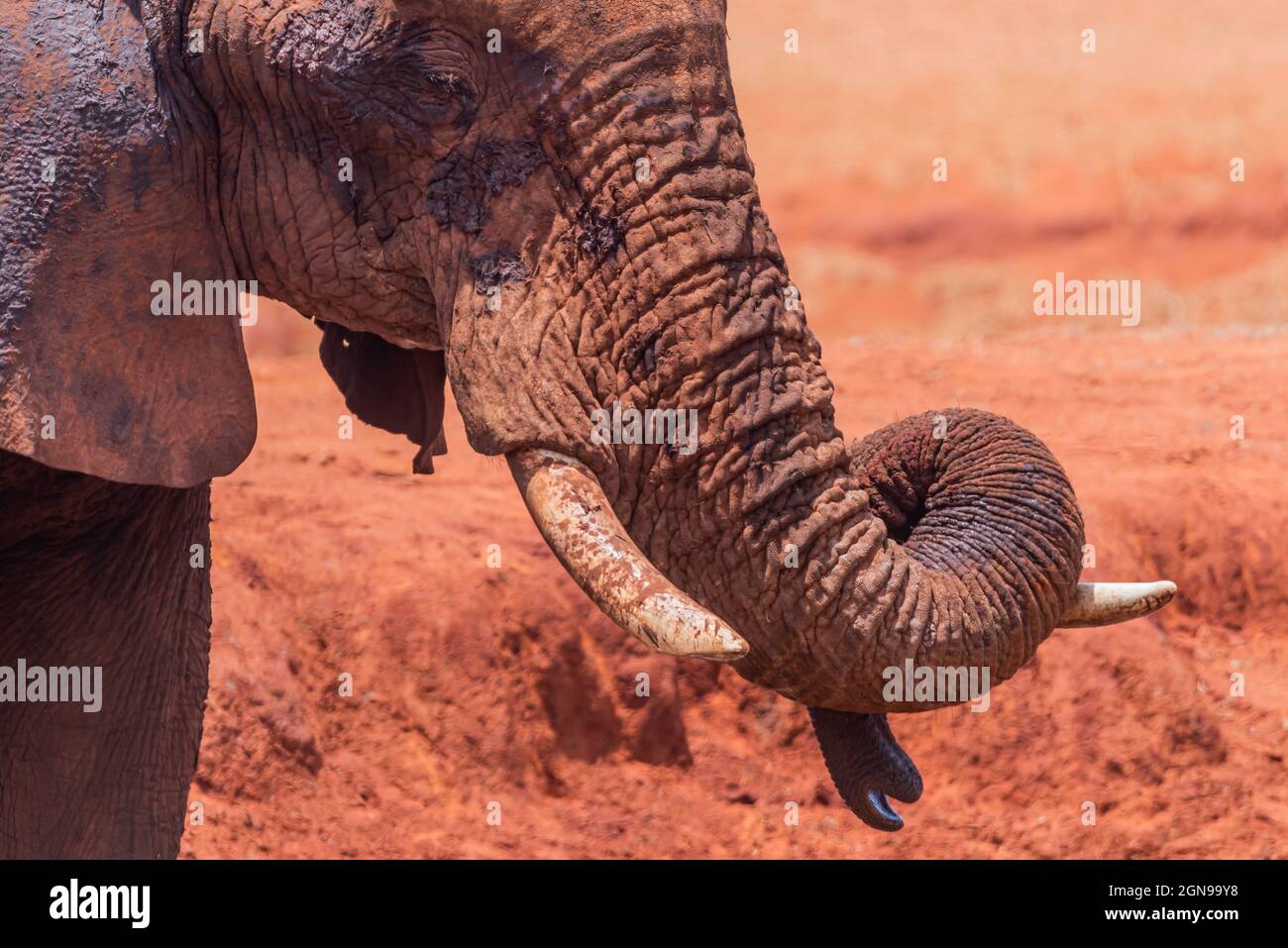 Five elephants hi-res stock photography and images - Alamy
