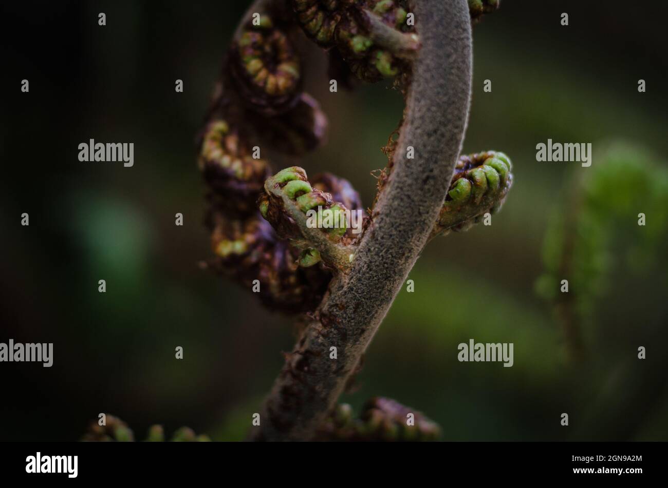 Closeup shot of ferns on the tree branch Stock Photo - Alamy