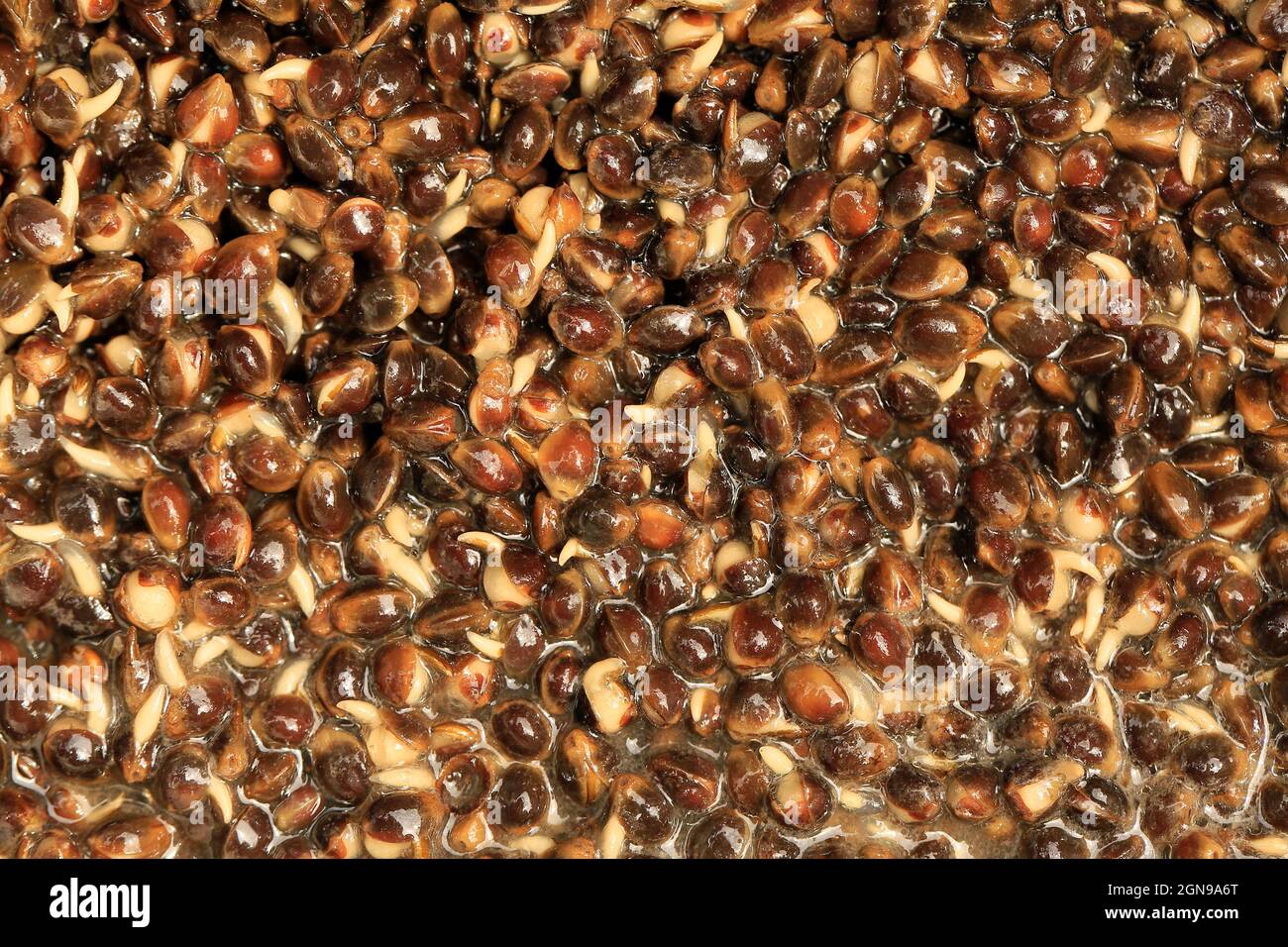 Supplement for baits hi-res stock photography and images - Alamy