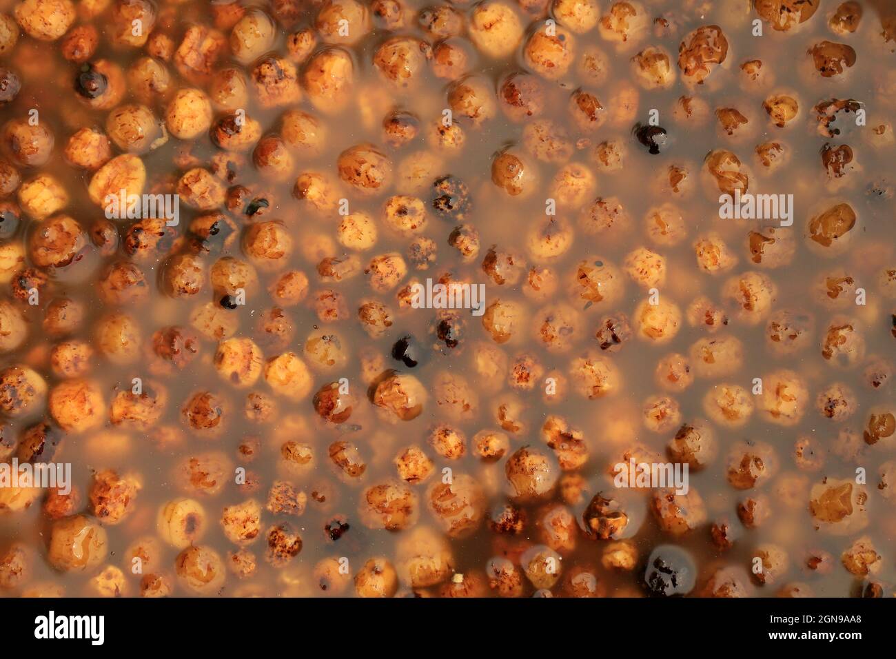 Tiger nuts floating in a sugar pickle for carp Stock Photo - Alamy