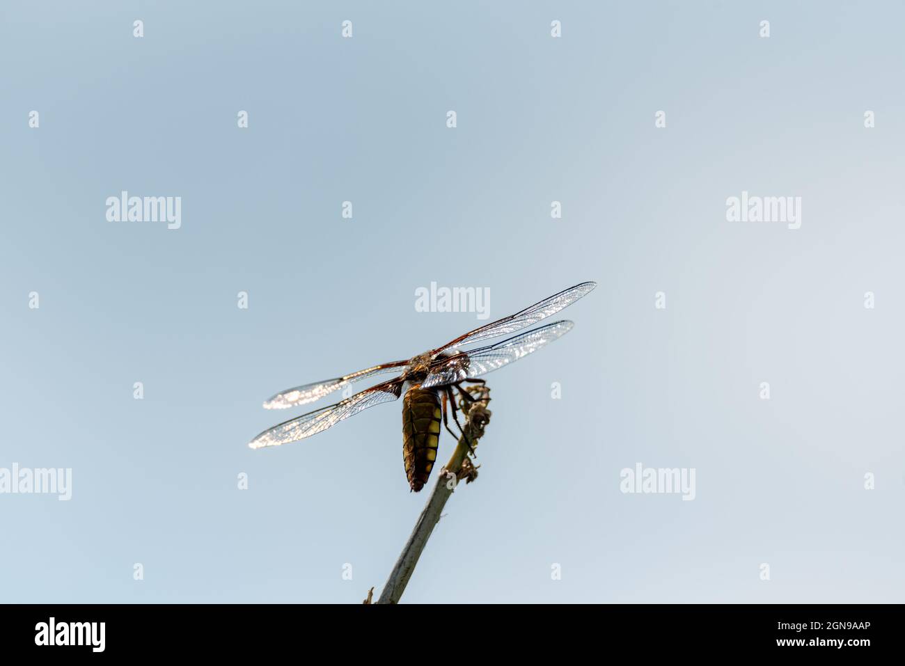 Dragonfly with a yellow abdomen. Libellula depressa close up ...