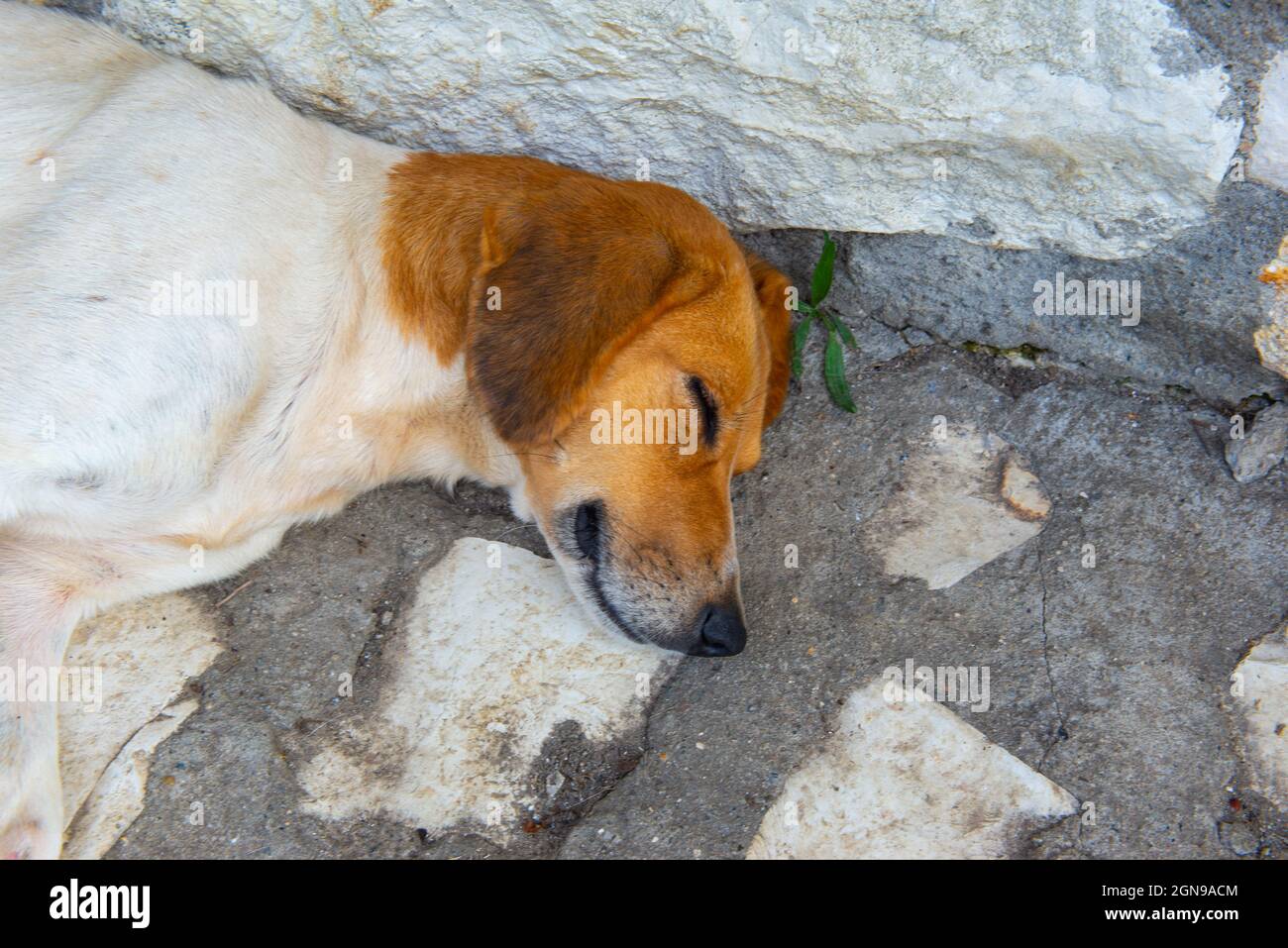 Georgian dog is fast asleep on the street Stock Photo - Alamy