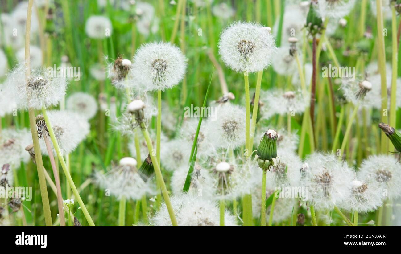 There are many dandelions that have bloomed in the field. Spring ...