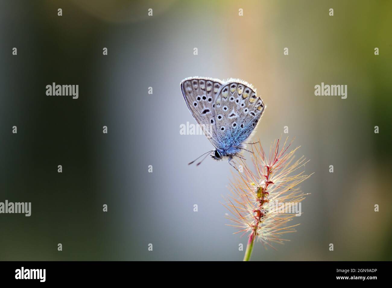 Butterfly ears hi-res stock photography and images - Alamy
