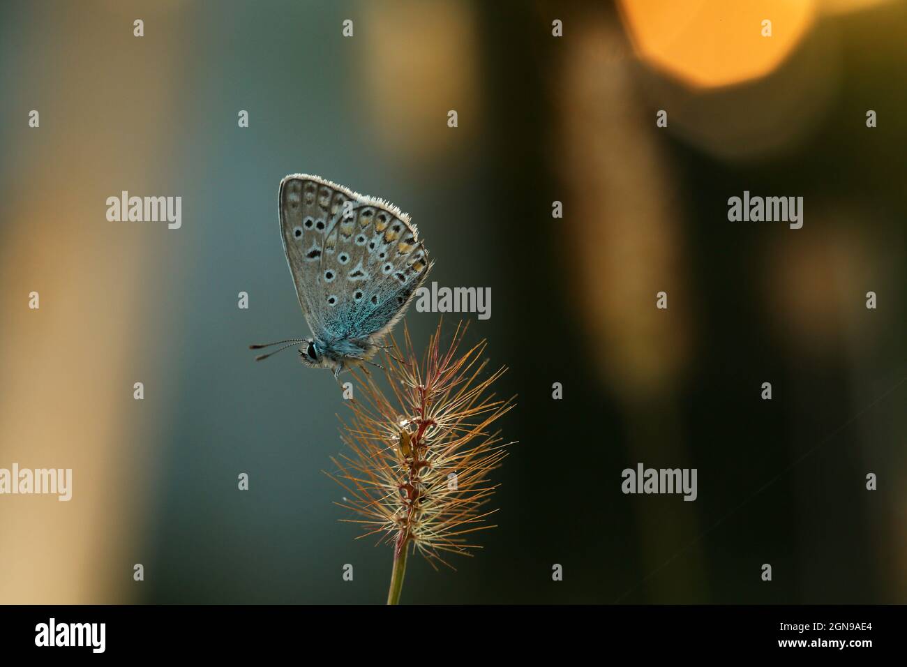 Butterfly ears hi-res stock photography and images - Alamy