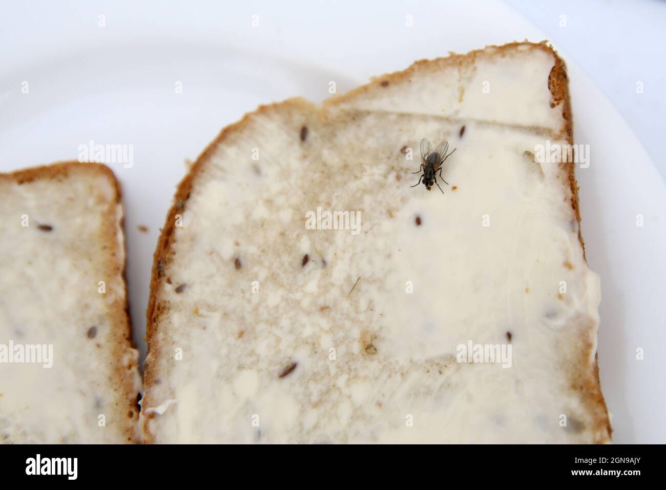 Sitting fly on a slice of bread Stock Photo - Alamy