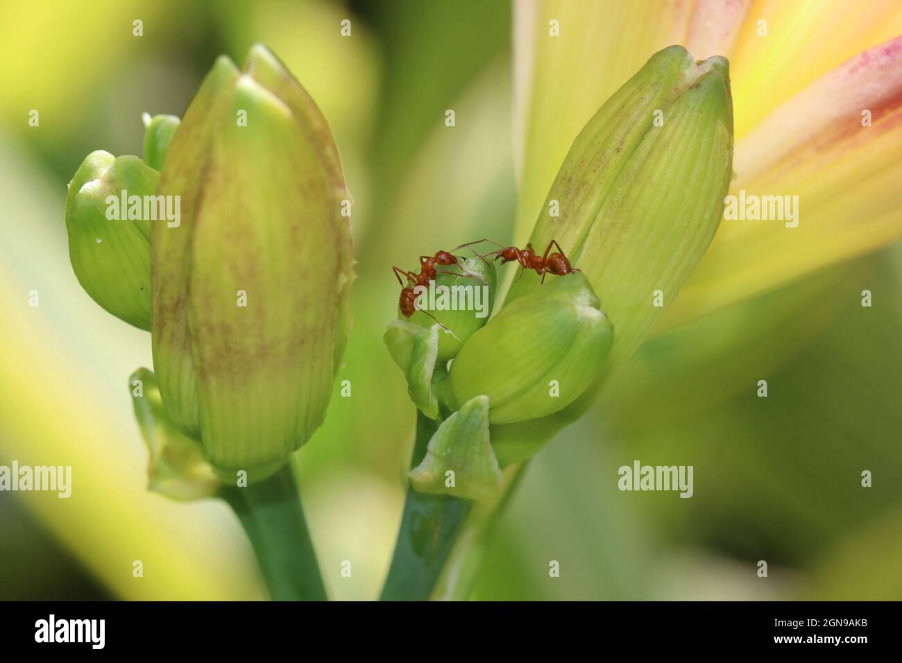 Two red carpenter ants (Camponotus) crawl across an unopened flower bud ...
